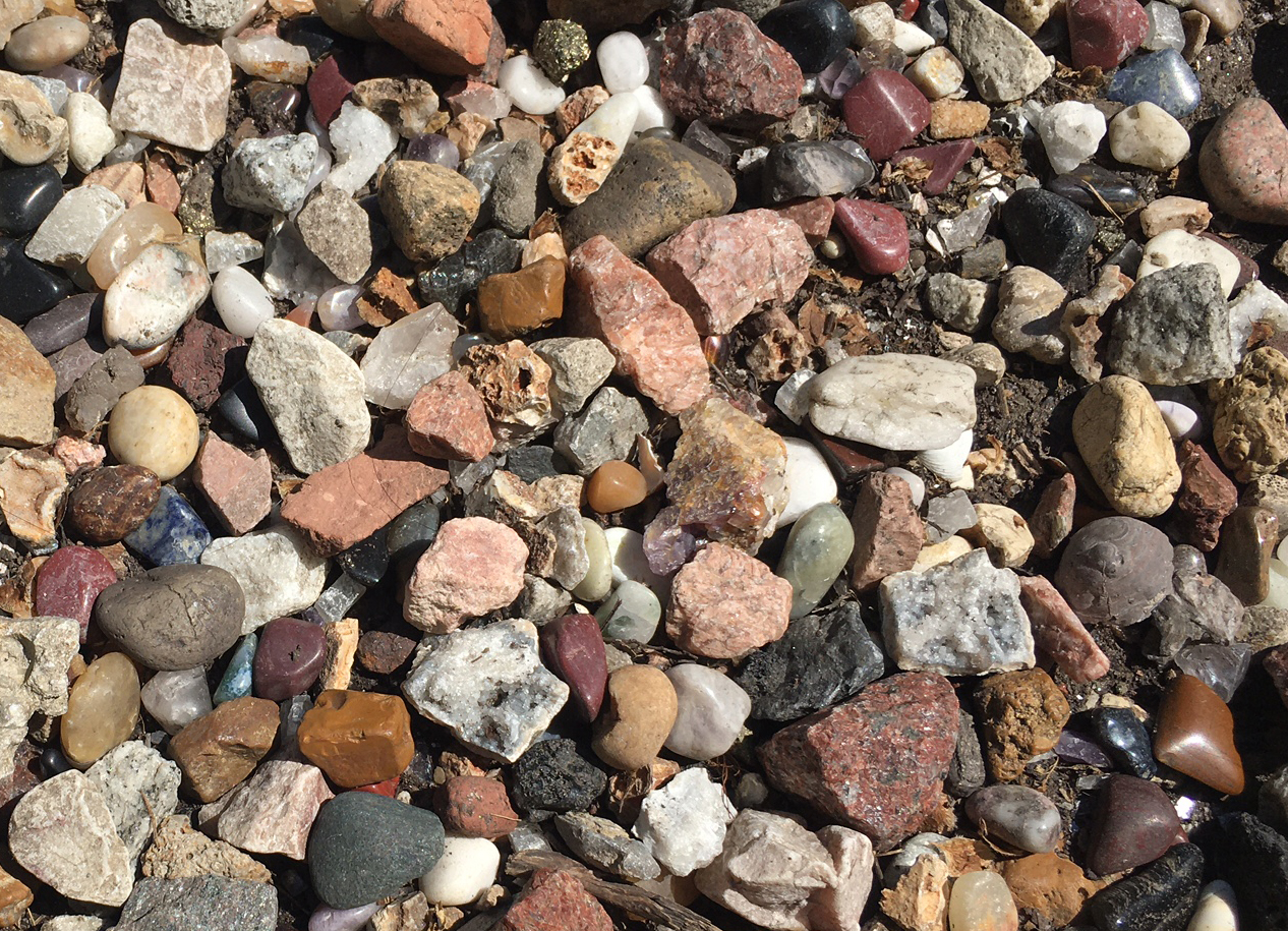 Nature Collector’s Swap Shop was open June 15-20, 2021 – Nature ...